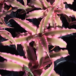 Pink Earth Star (Cryptanthus spp.)- Buy it Now!